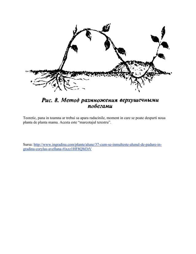 Inmultire alun din seminte | PDF