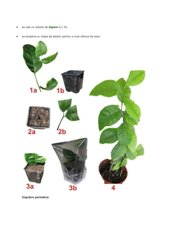 Inmultire lamai prin butasire | DOCX