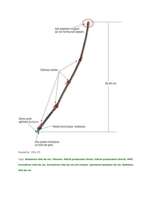 Inmultire vita de vie prin butasi | DOCX