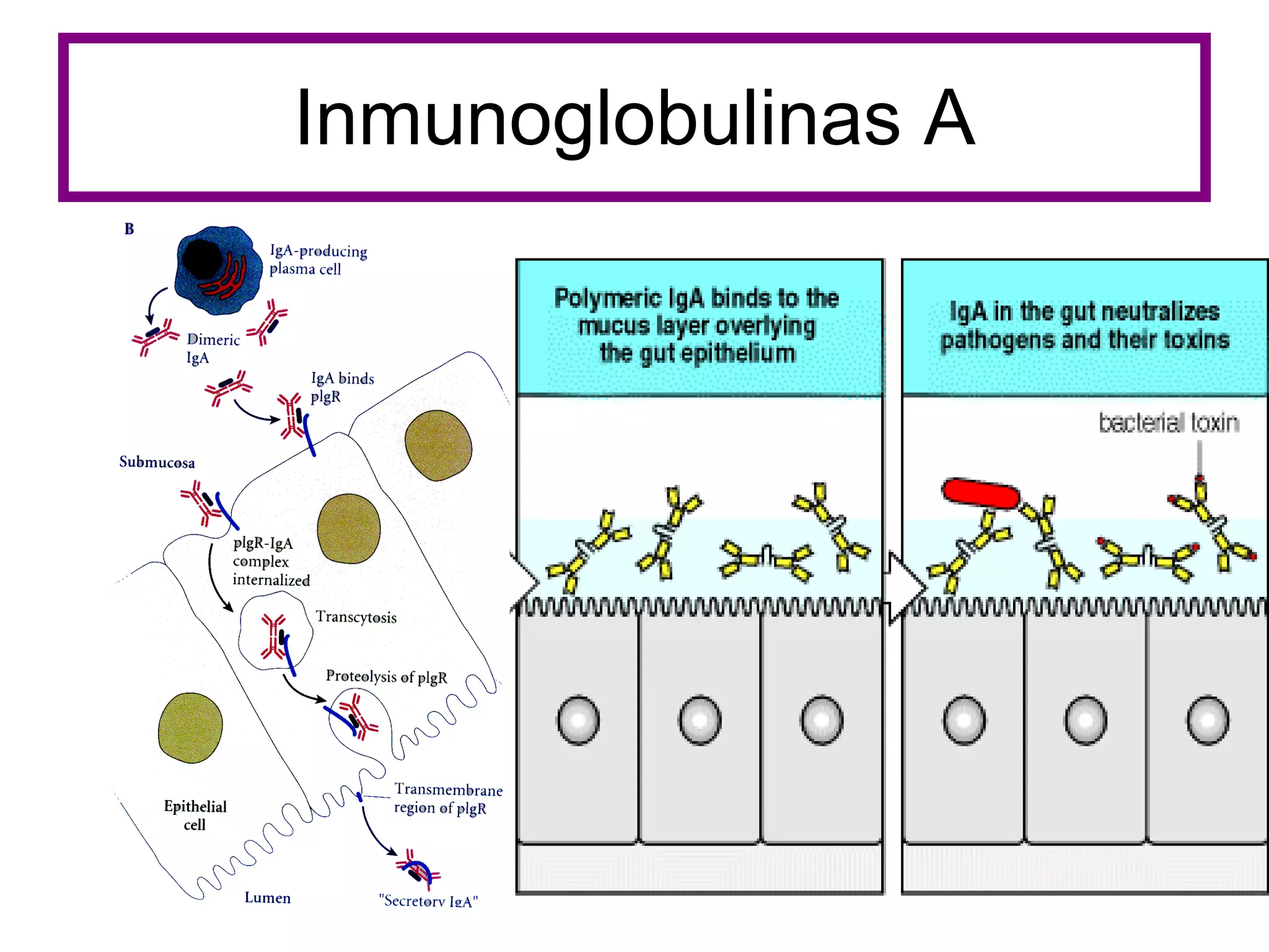 Inmunidad Humoral | PPT