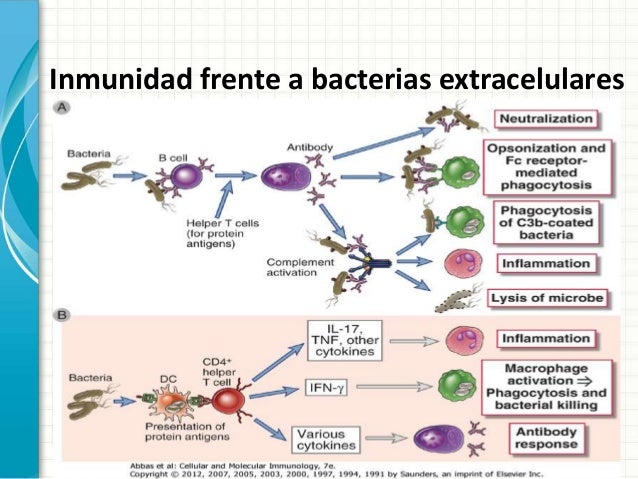 Inmunidad e infección
