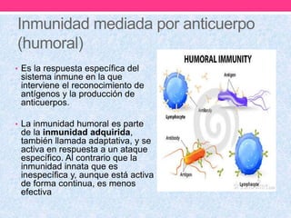 Inmunidad especifica mediada por anticuerpo | PPTX