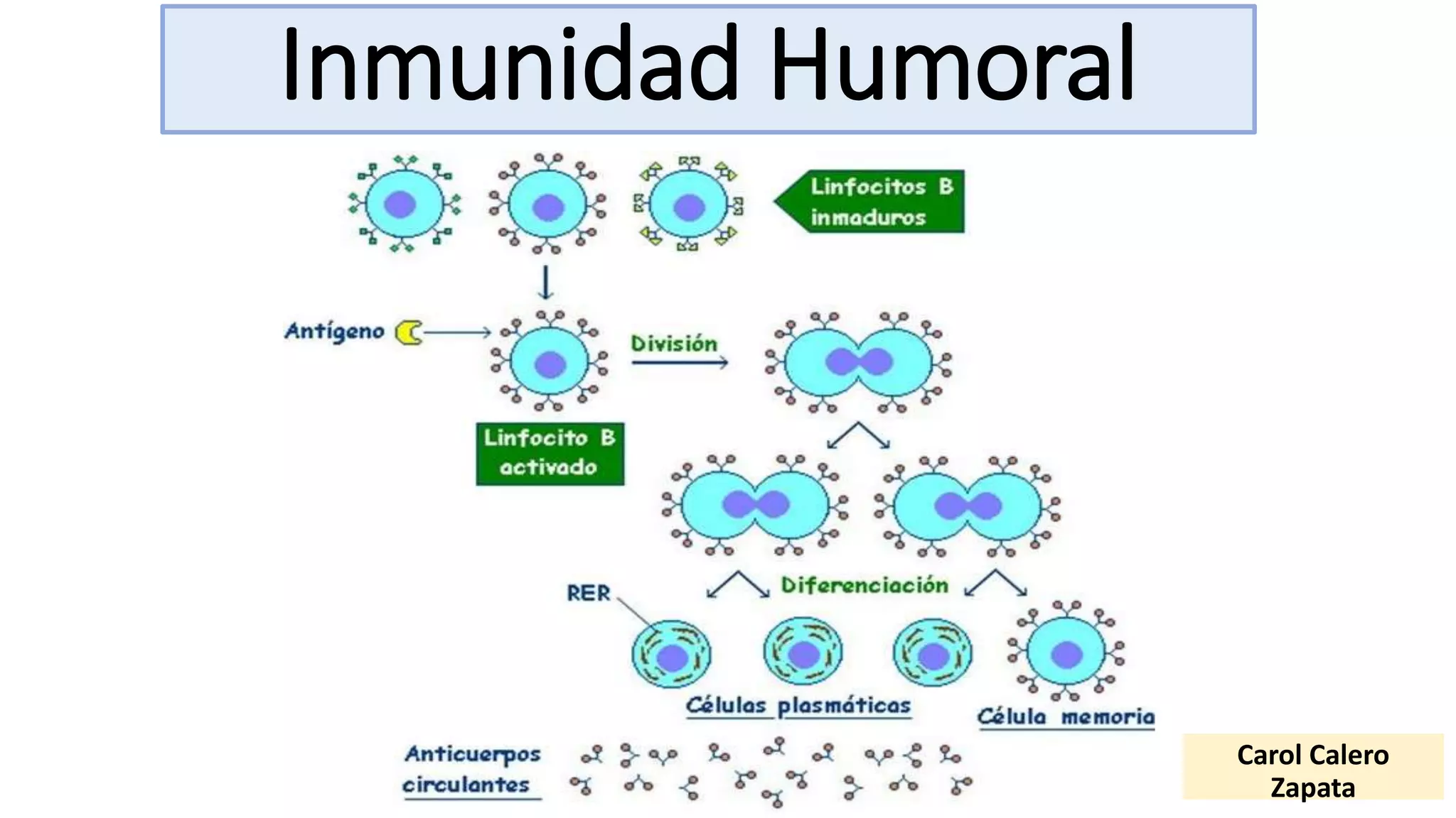 Inmunidad humoral | PPTX