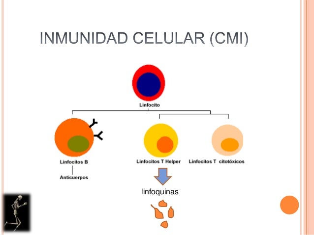 Inmunidad humoral y celular