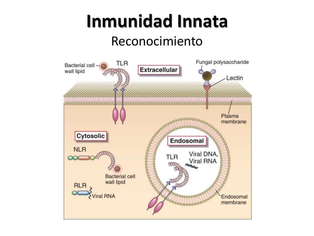 Inmunidad innata y adaptativa