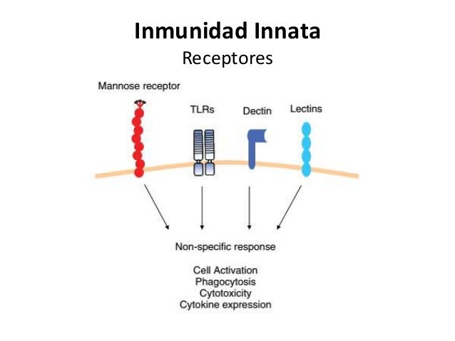 Inmunidad innata y adaptativa