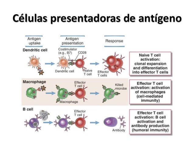 Inmunidad innata y adaptativa