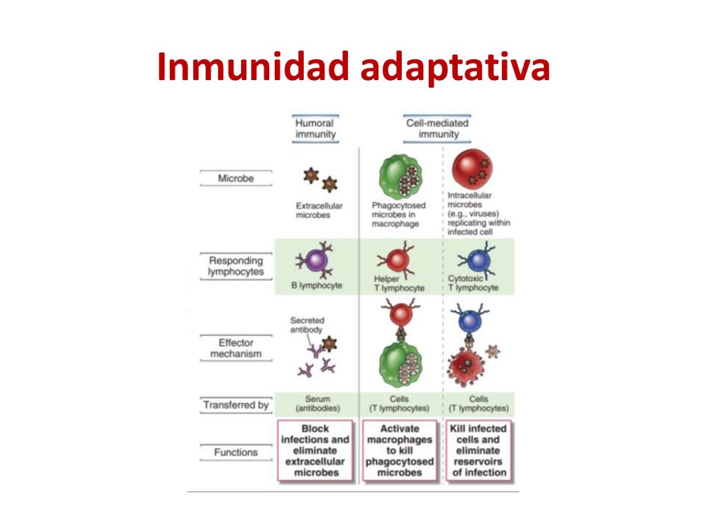 Inmunidad innata y adaptativa