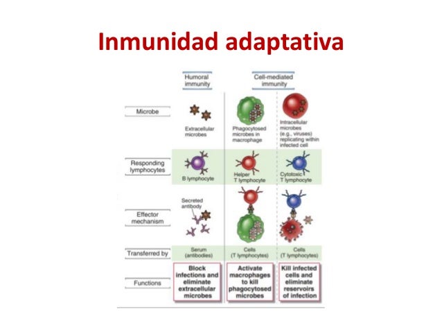Inmunidad innata y adaptativa