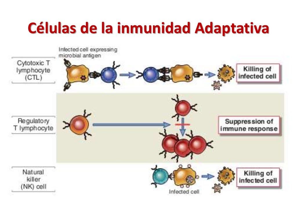 Inmunidad innata y adaptativa
