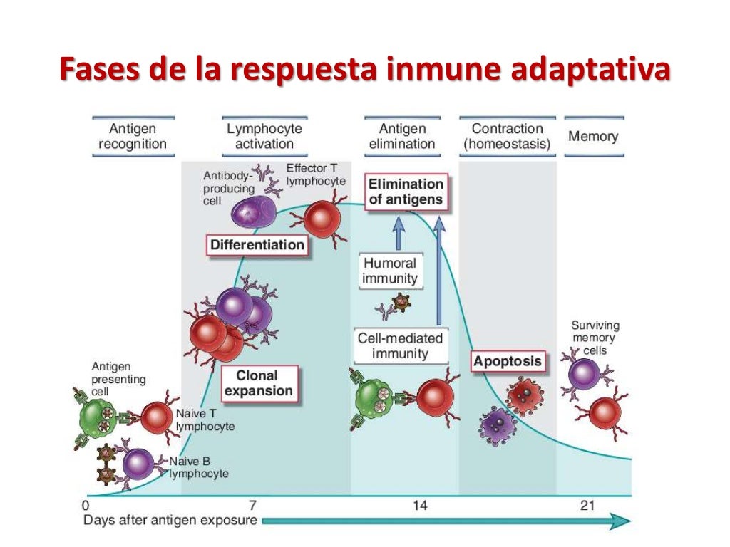 Inmunidad innata y adaptativa