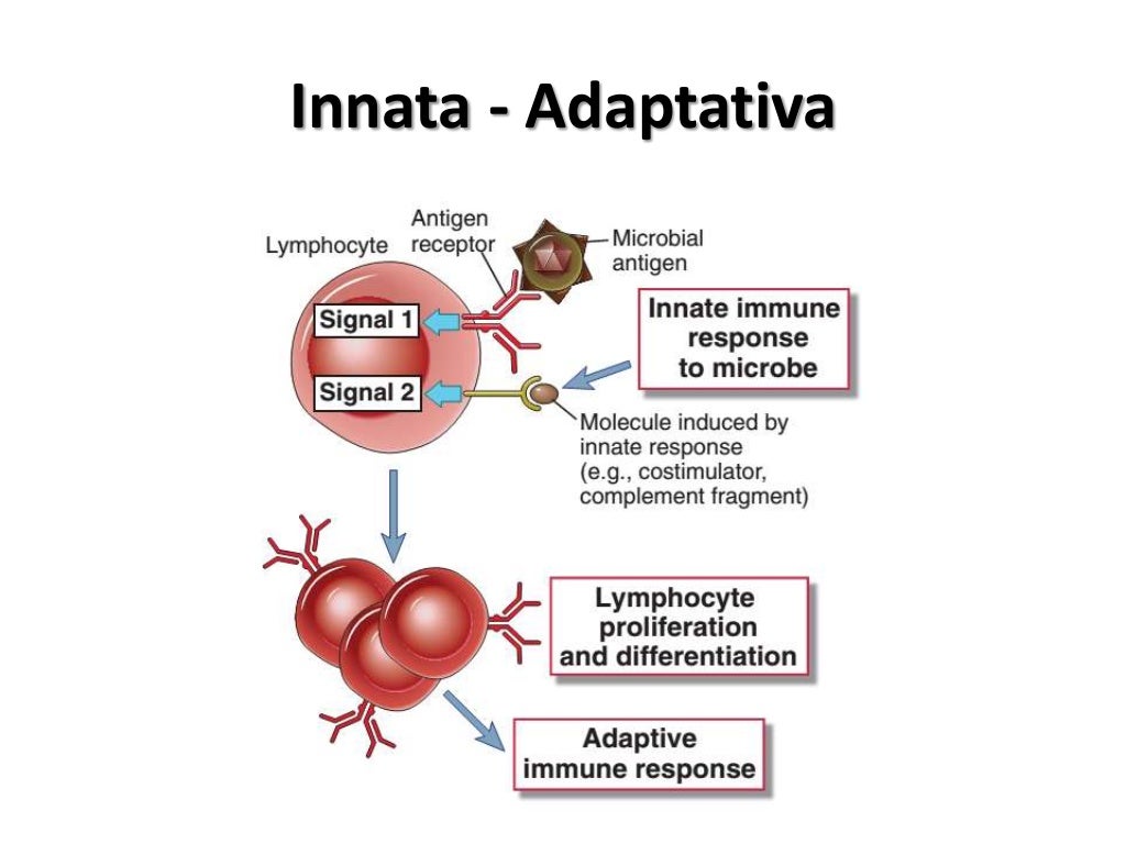 Inmunidad innata y adaptativa