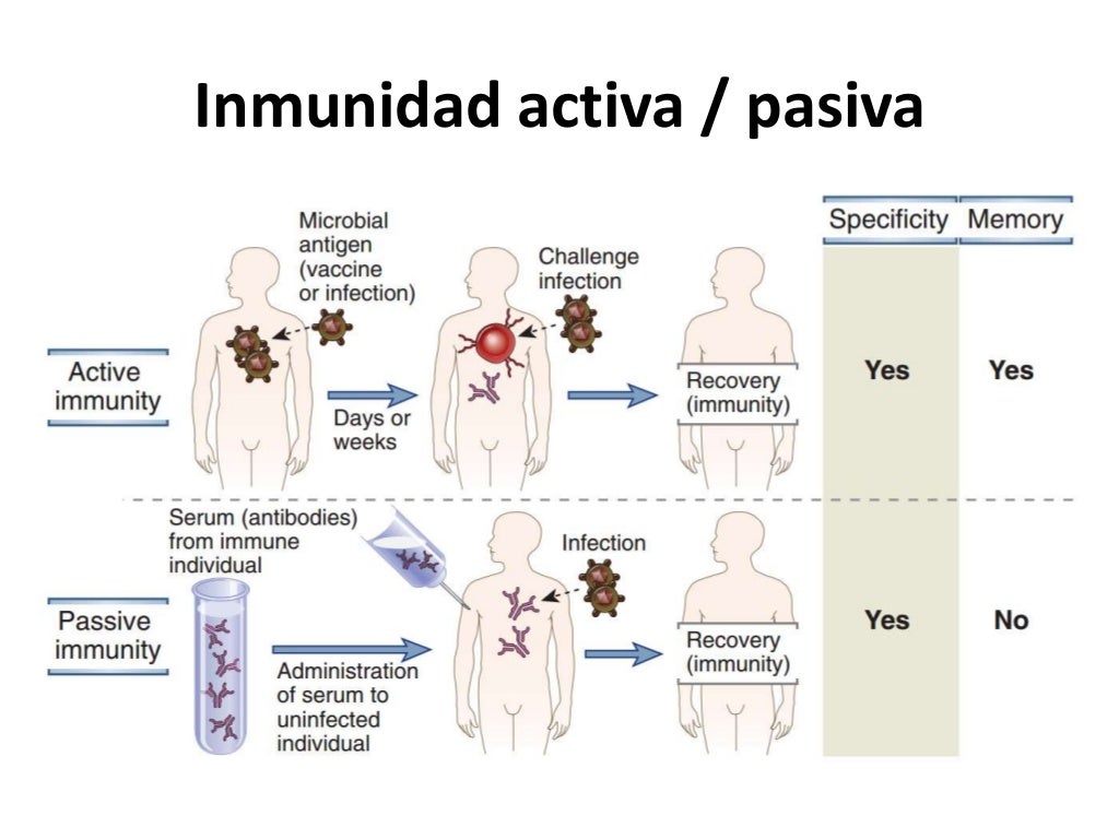 Inmunidad innata y adaptativa