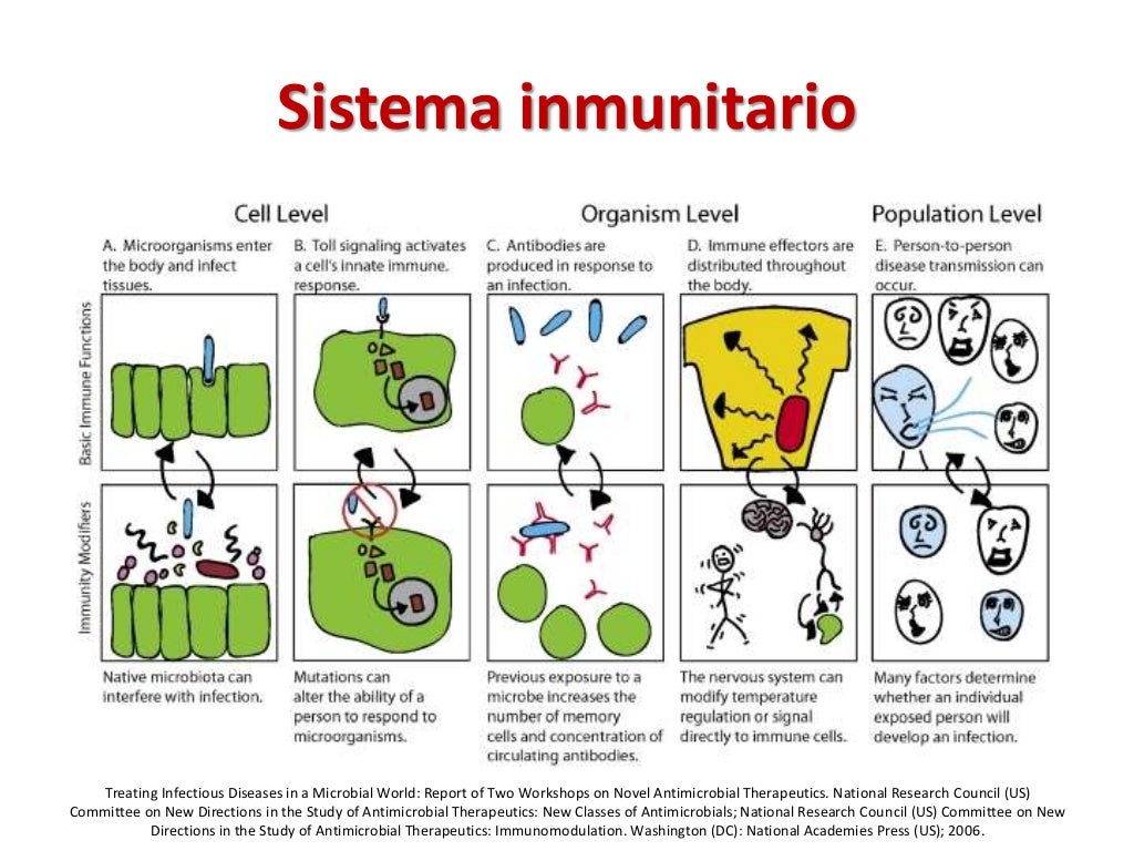 Inmunidad innata y adaptativa