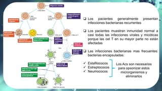 Inmunodeficiencias primarias humorales | PDF