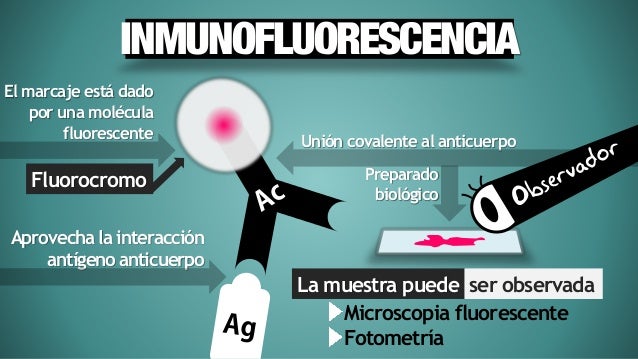Inmunofluorescencia