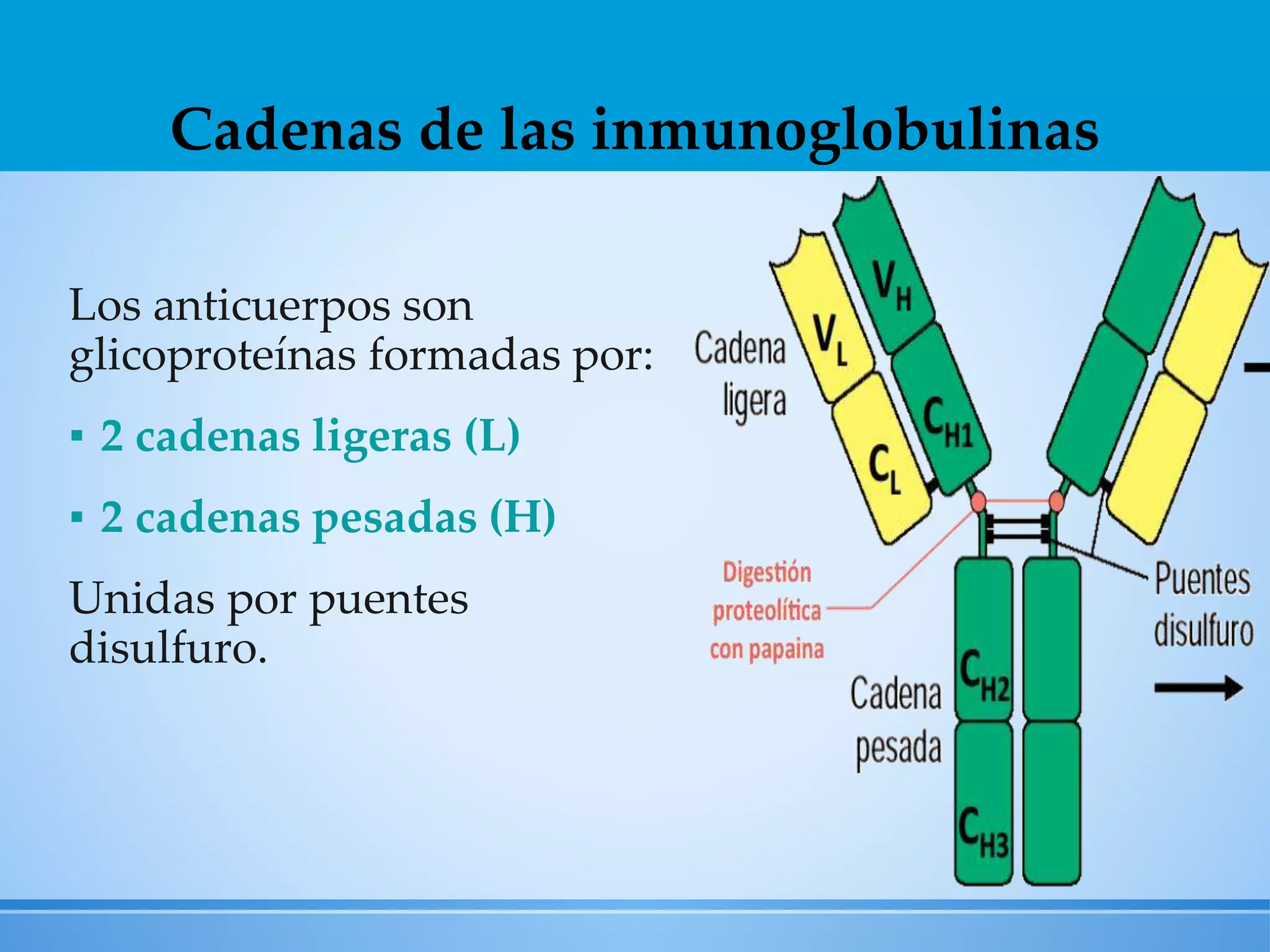 Inmunoglobulinas Pptx