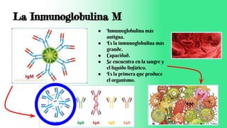 Inmunoglobulinas - Biología | PDF