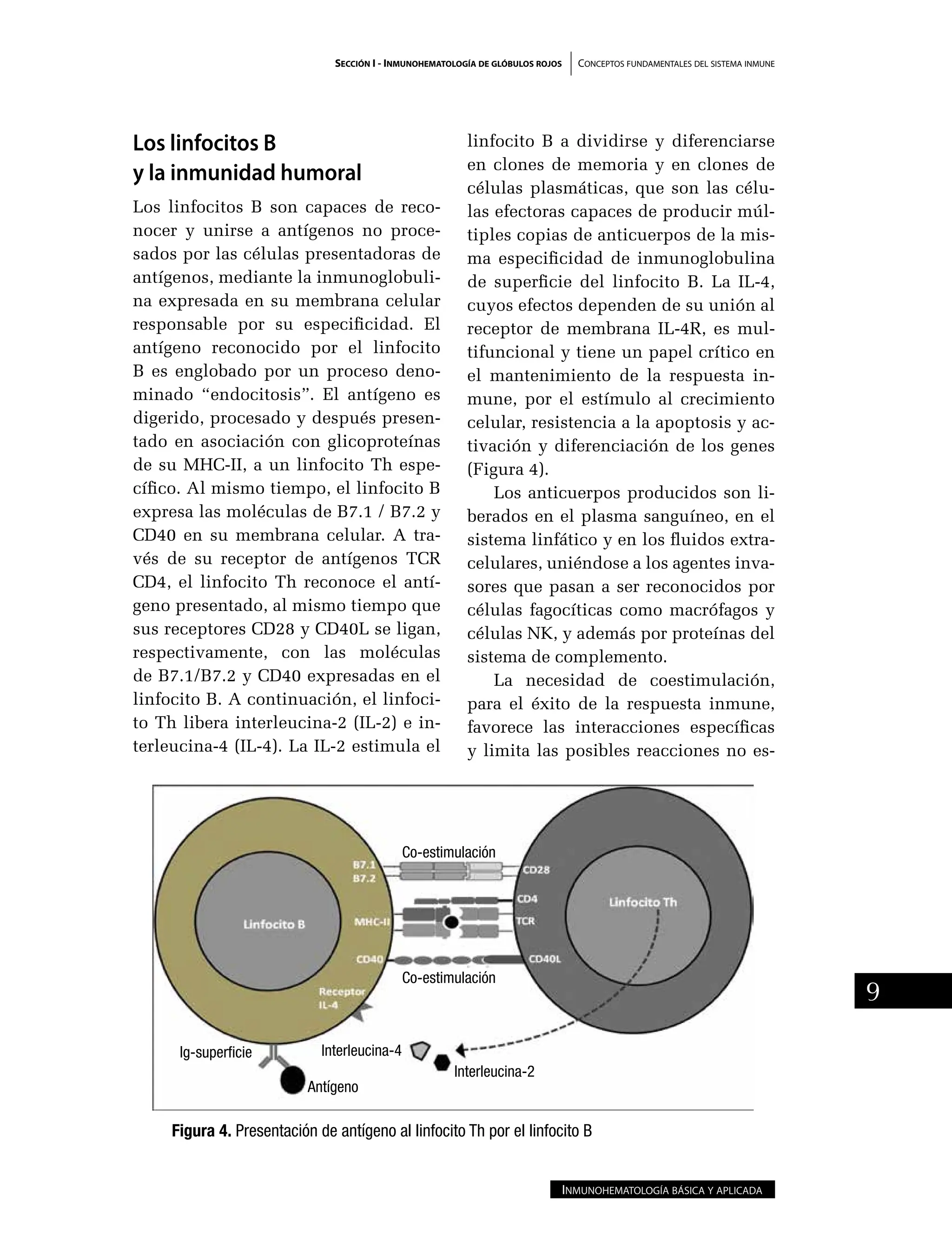 inmunohematologia-banco de sangre-básica y aplicada | PDF