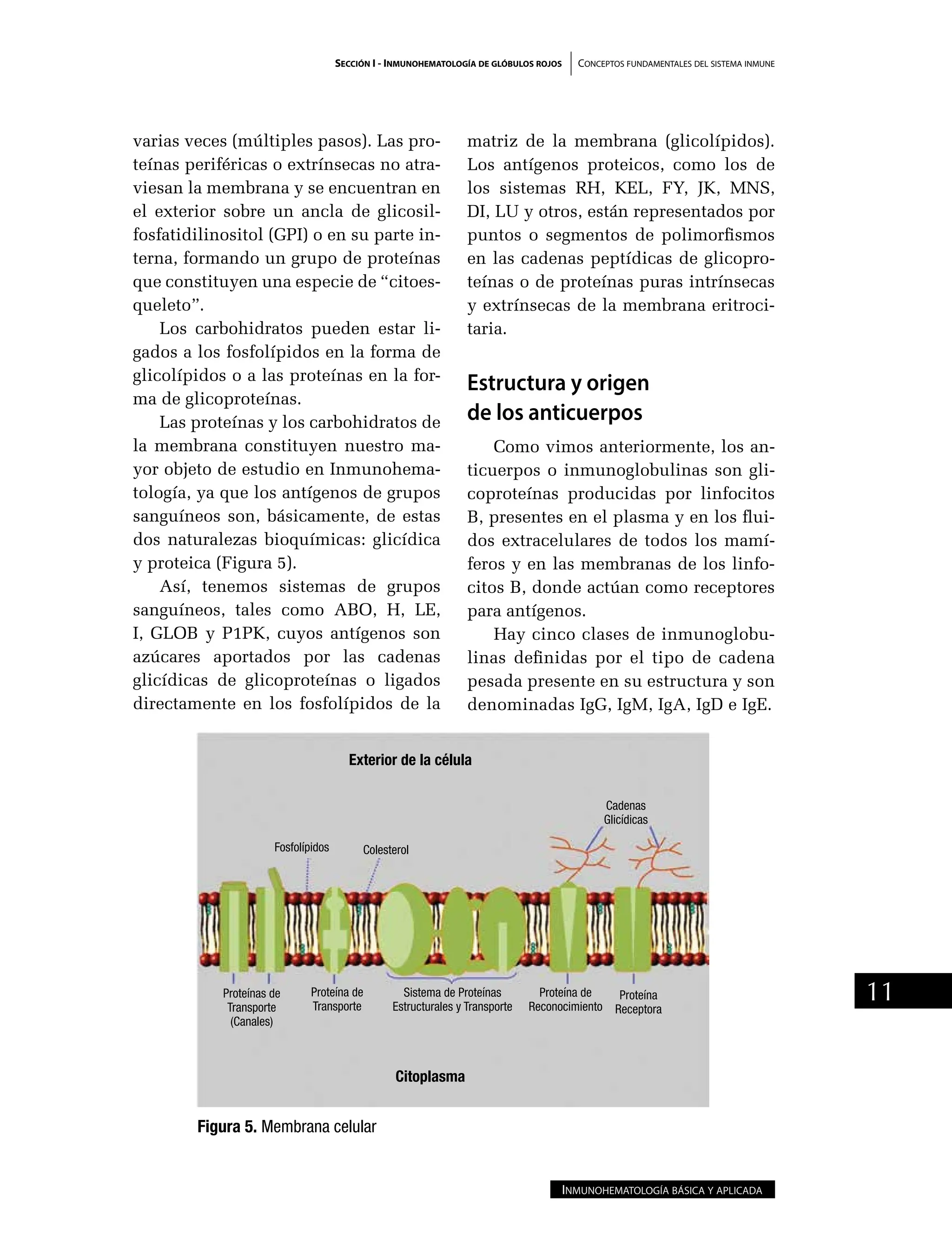 inmunohematologia-banco de sangre-básica y aplicada | PDF