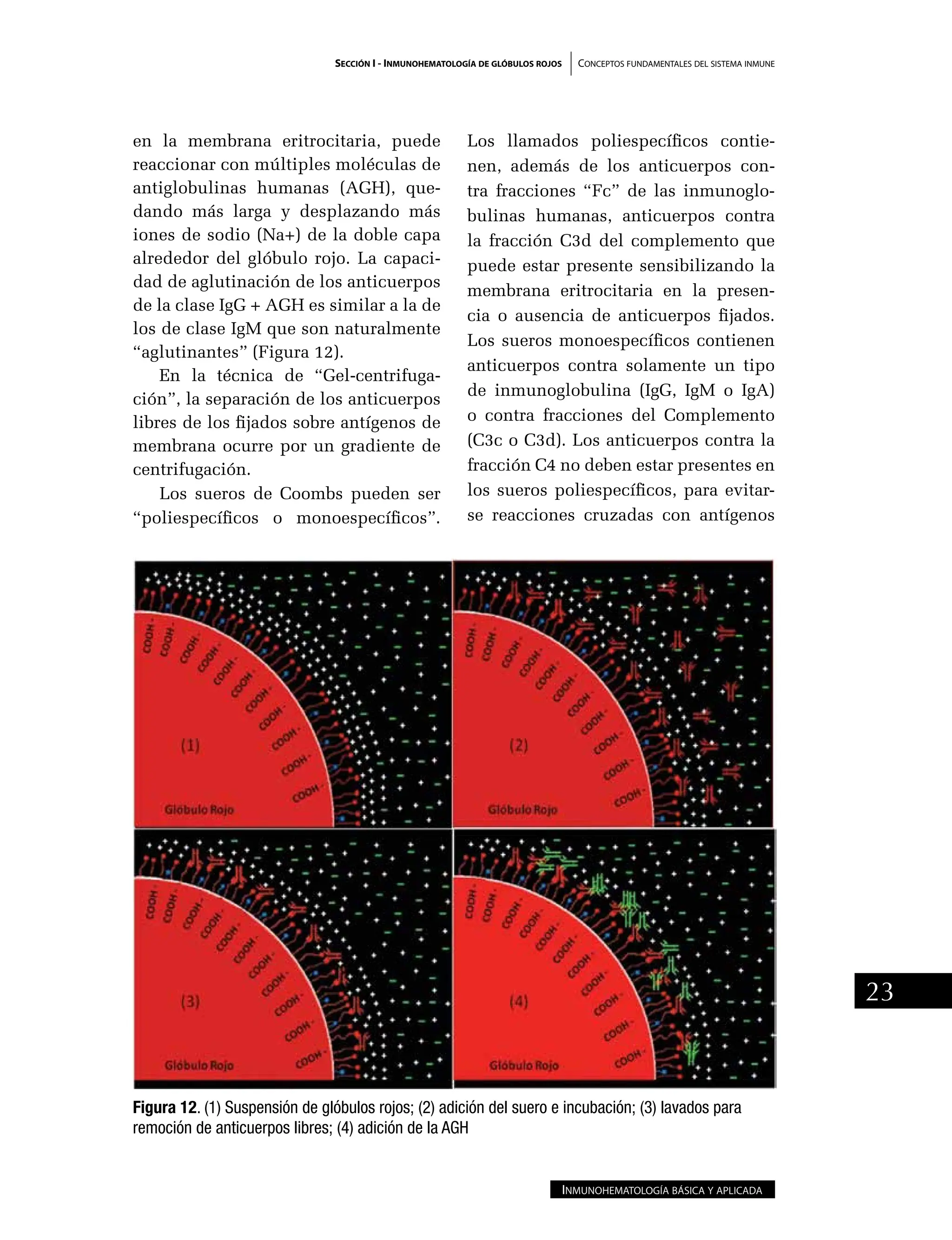 inmunohematologia-banco de sangre-básica y aplicada | PDF