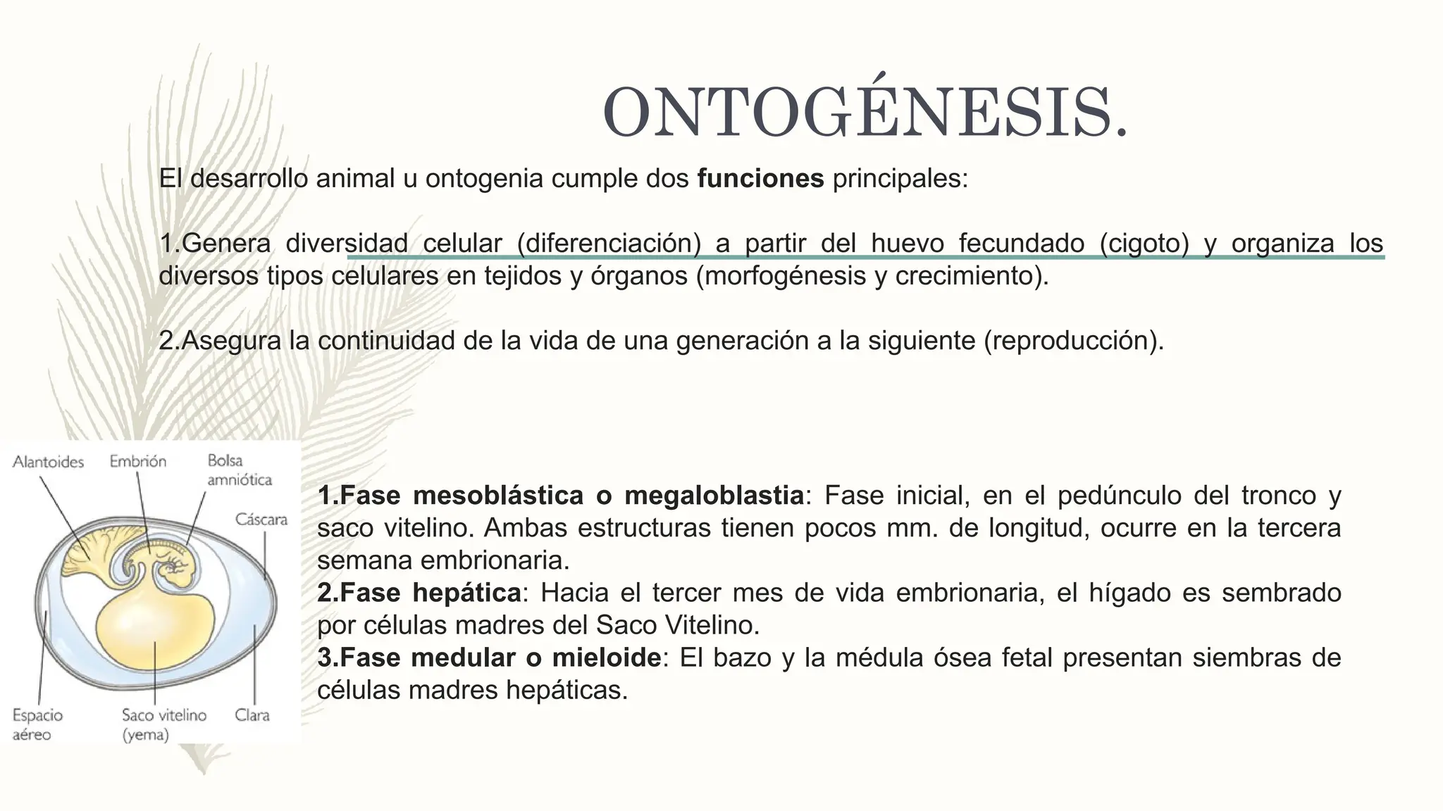 MECANISMOS SISTÉMICOS Y LOCALES, inmunología | PPTX