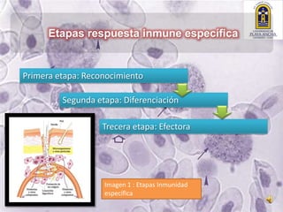 Inmunología: Respuesta inmune específica | PPTX