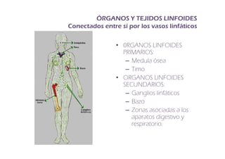 órganos Y Tejidos Linfáticos