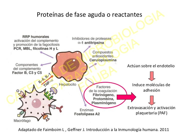 Reactantes De Fase Aguda Reactantes De Fase Aguda