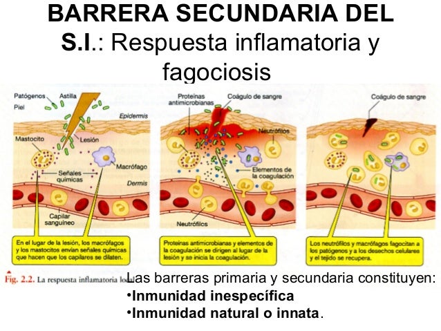 Barreras inmunologicas