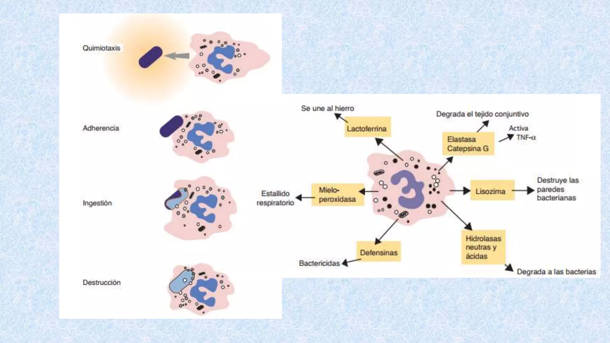 Inmunologia basofilo - neutrofilo- eosinofilo | PPT