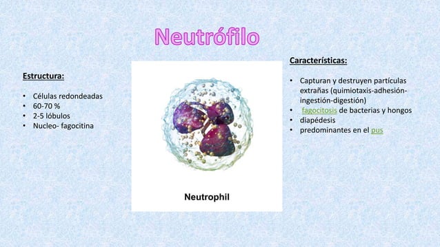 Inmunologia basofilo - neutrofilo- eosinofilo | PPT