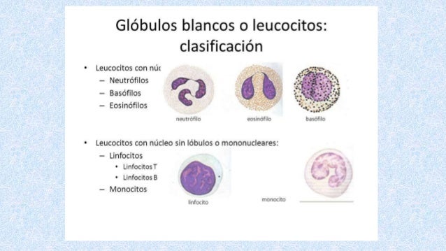 Inmunologia basofilo - neutrofilo- eosinofilo