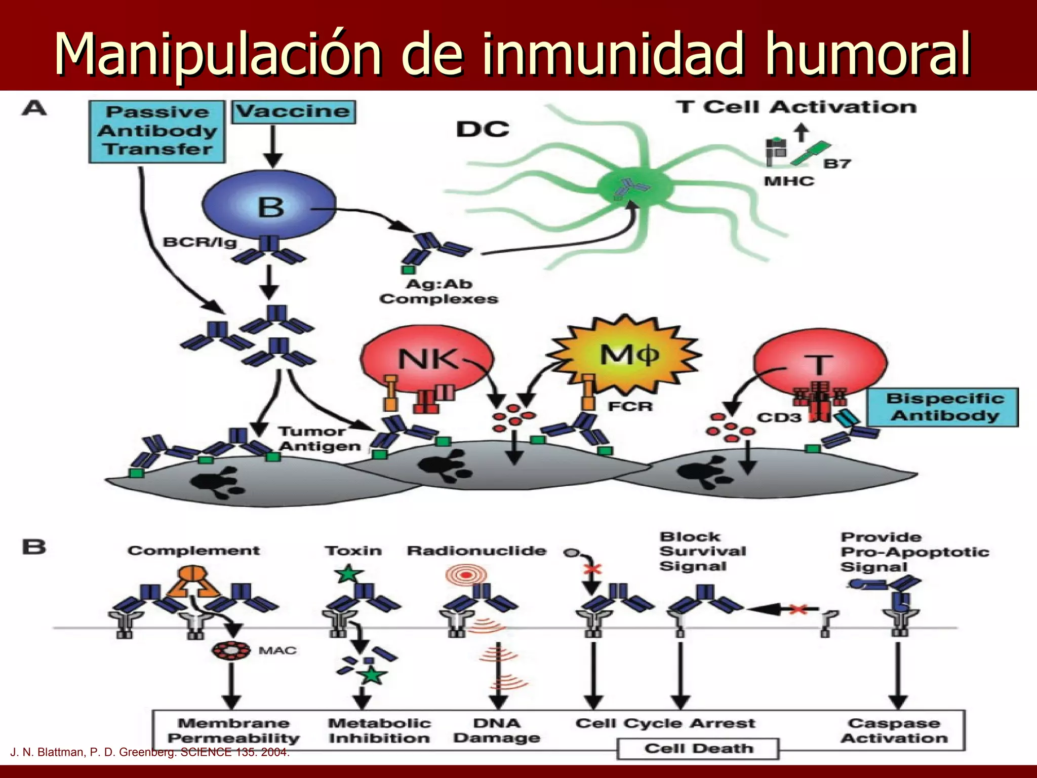 Inmunoterapia Antitumoral Inmunologia Umsa | PPT