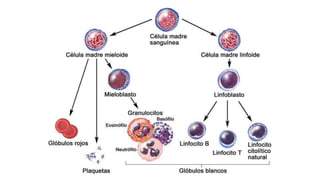Maduración de Linfocitos T y B | PPTX