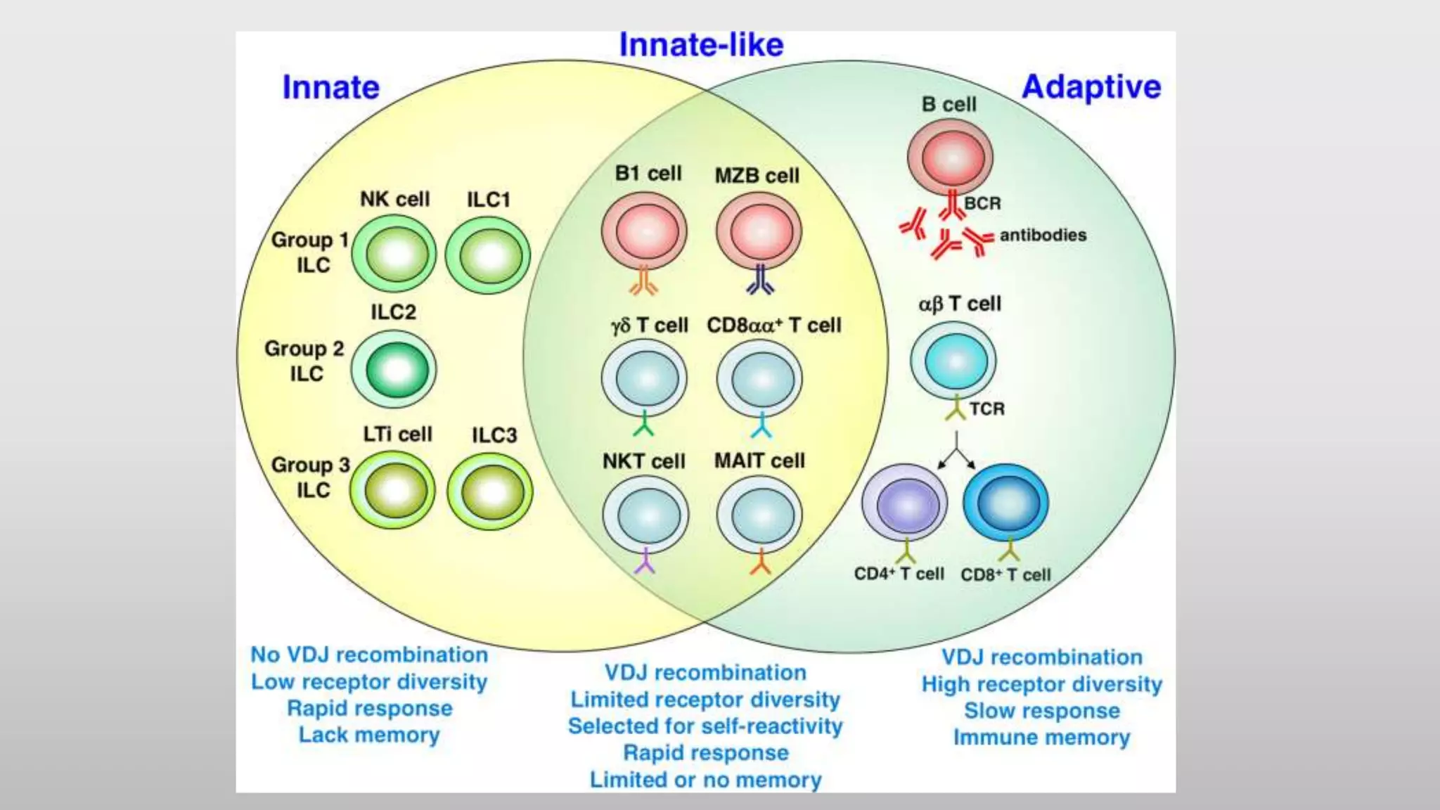 Innate-Like lymphocyte ILL (Unconventional lymphocytes) | PPTX
