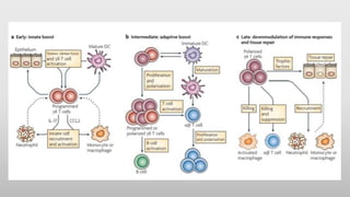 Innate-Like lymphocyte ILL (Unconventional lymphocytes) | PPTX