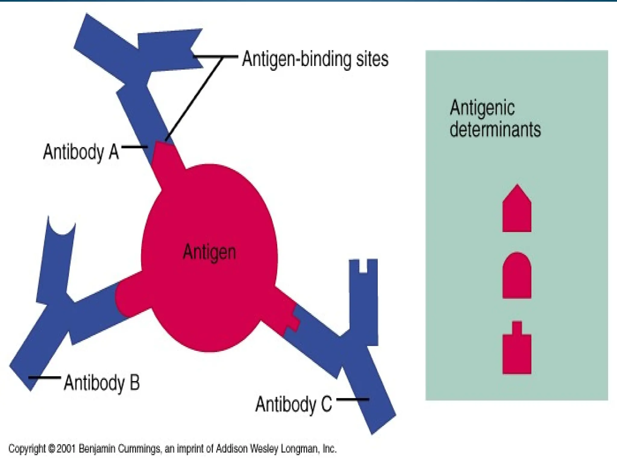 Innate immunity, antigen , T-cell for medical students | PPT