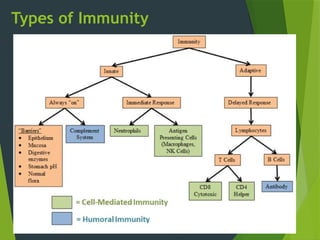 Immune system working, definition and its types of Innate and Acquire ...
