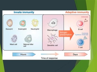 Immune system working, definition and its types of Innate and Acquire ...