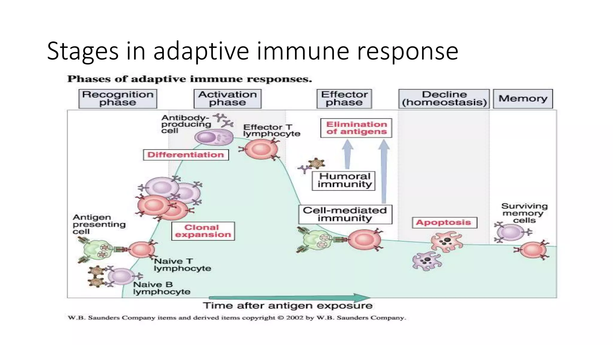 Innate and adaptive immunity | PPTX