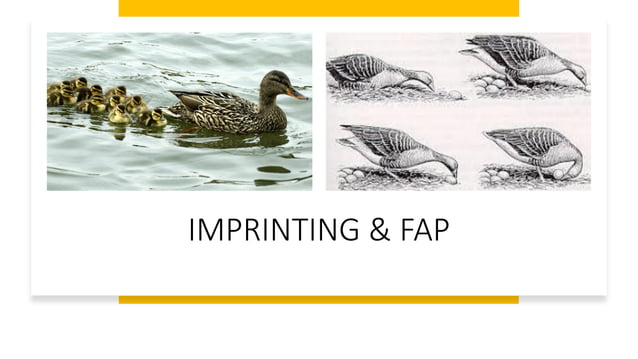 Innate and learned behavior | PDF | Science