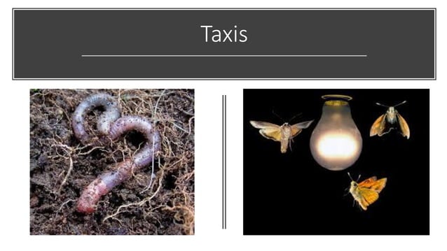 Innate and learned behavior | PDF | Science