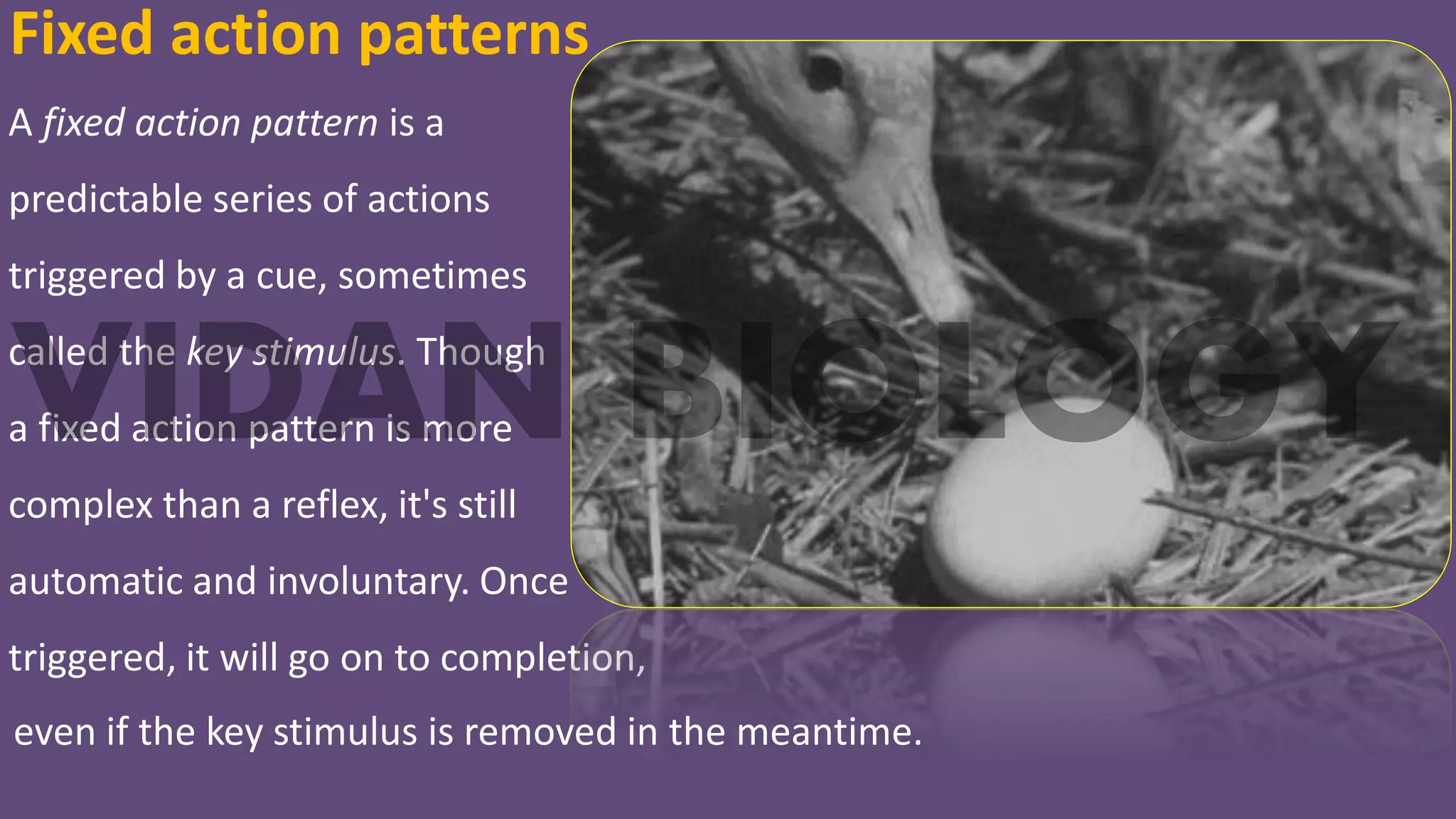 Innate Behavior (Animal Behavior) Taxis, Fixed Action Pattern, reflex ...