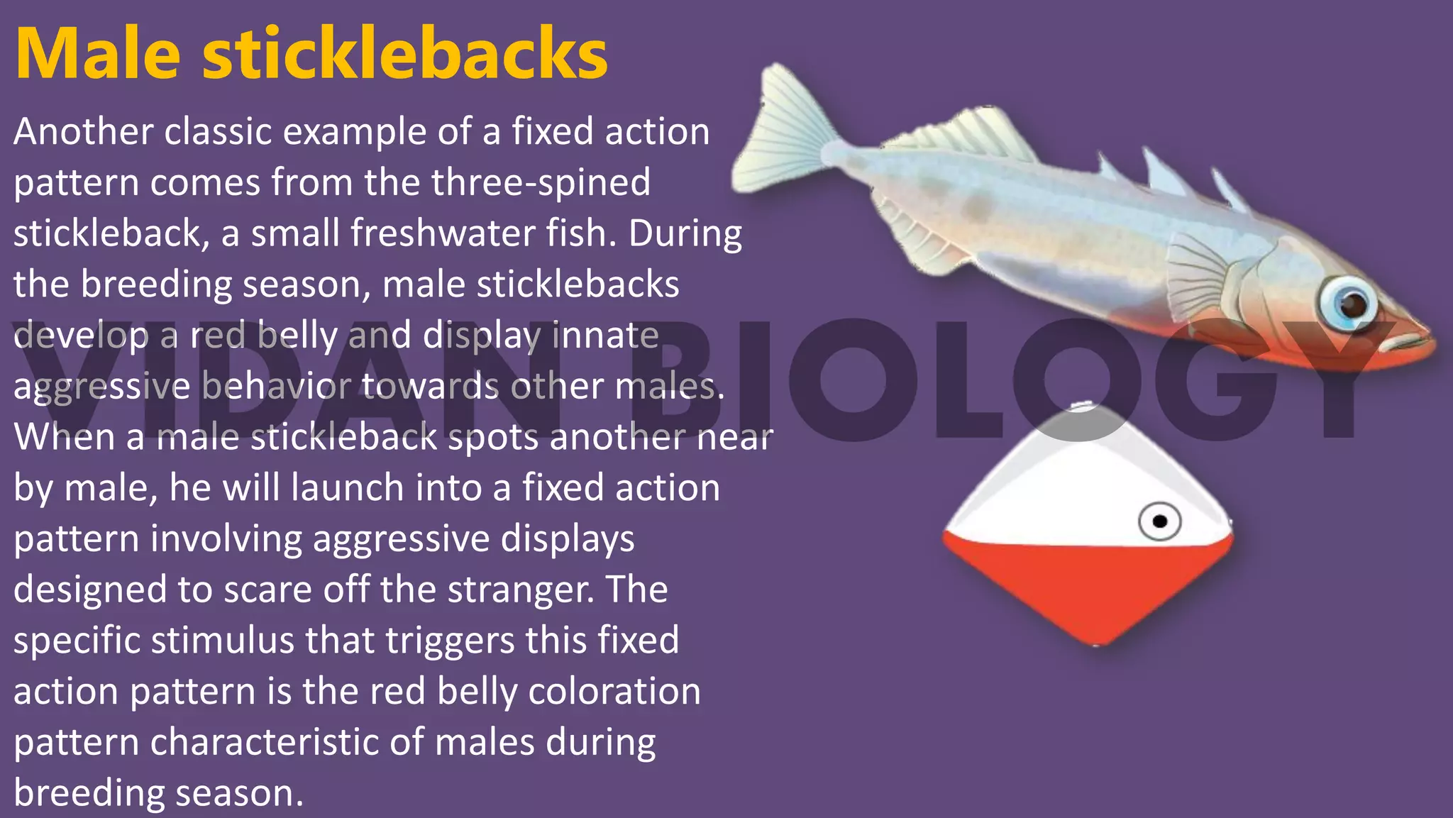 Innate Behavior (Animal Behavior) Taxis, Fixed Action Pattern, reflex ...