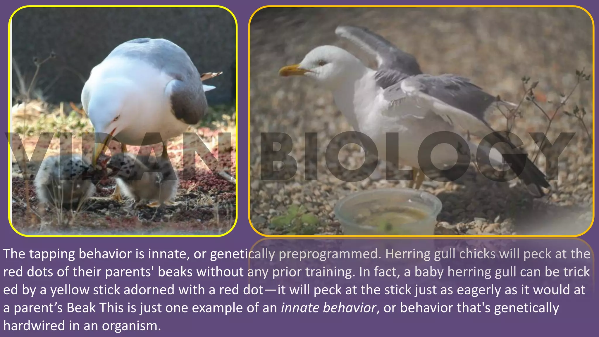 Innate Behavior (Animal Behavior) Taxis, Fixed Action Pattern, reflex ...