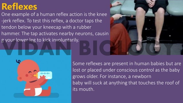 Innate Behavior (Animal Behavior) Taxis, Fixed Action Pattern, reflex ...