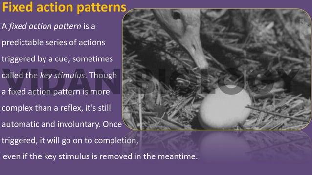 Innate Behavior (Animal Behavior) Taxis, Fixed Action Pattern, reflex ...