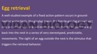 Innate Behavior (Animal Behavior) Taxis, Fixed Action Pattern, reflex ...