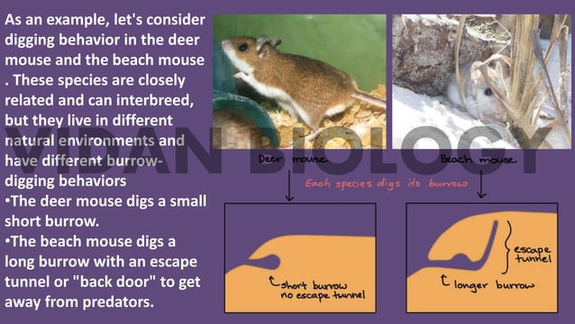 Innate Behavior (Animal Behavior) Taxis, Fixed Action Pattern, reflex ...